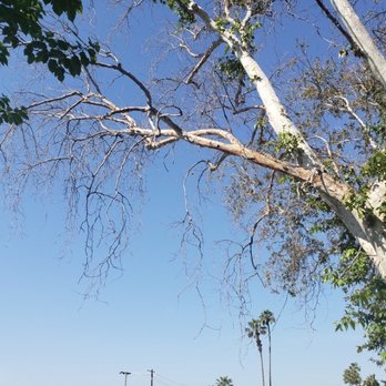 RANCHO TREE SERVICE - Updated July 2024 - 37 Photos & 30 Reviews ...