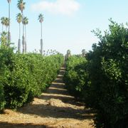 CALIFORNIA CITRUS STATE HISTORIC PARK | 664 Photos & 138 Reviews - 9400 ...