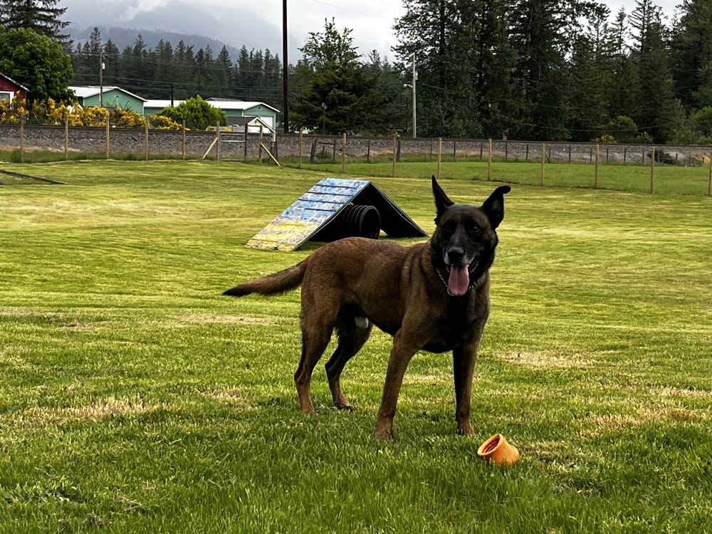 DOGGONE U DOG TRAINING - Updated August 2025 - 13 Photos - 16425 Dorman ...