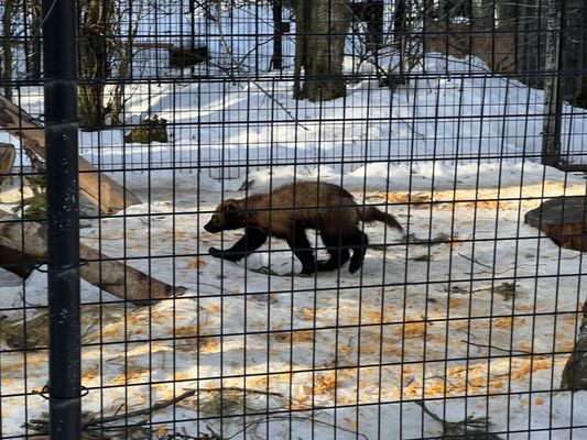 THE ALASKA ZOO - Updated August 2024 - 363 Photos & 131 Reviews - 4731 ...