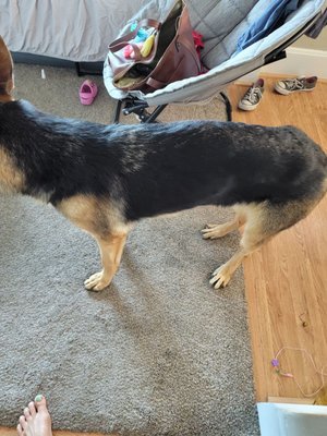 K9 COUNTRY CLUB - 63 Photos & 82 Reviews - 19223 E Appleway Ave ...