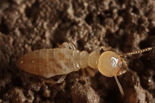 NEMESIS PEST CONTROL - Updated July 2025 - Mission, Texas - Pest ...