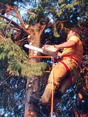 JAKE THE TREE GUY - Updated December 2025 - 19 Photos - Salem, Oregon ...