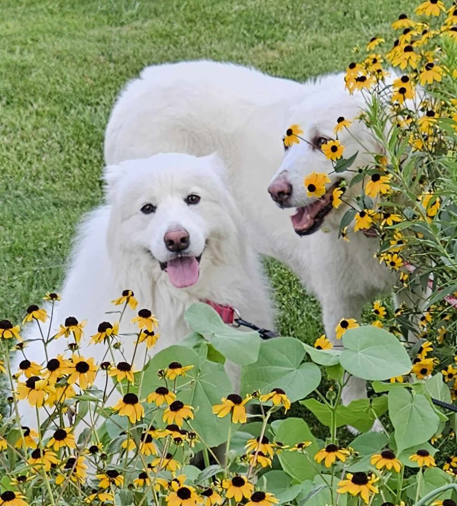 ARENAC BAY VETERINARY SERVICES - Updated September 2025 - 12 Reviews ...