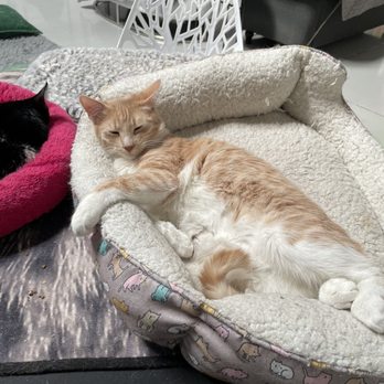 KITTY KISSES CAT CAFE - Updated February 2025 - 148 Photos & 62 Reviews ...