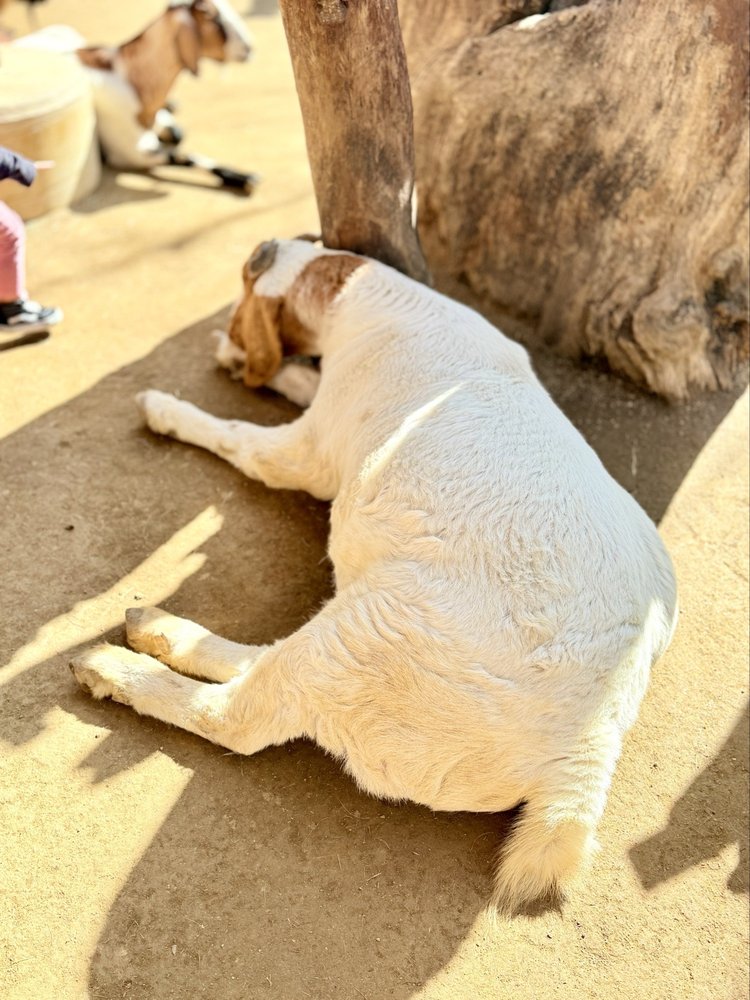 OC ZOO IRVINE REGIONAL PARK - Updated October 2025 - 111 Photos & 41 ...