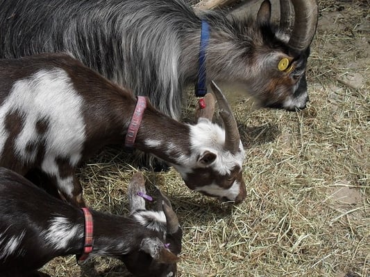 VAN HAGE & CO HOLDINGS - Updated July 2025 - 26 Photos - Amwell Hill ...