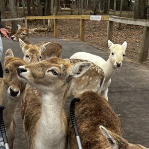 WISCONSIN DEER PARK - 207 Photos & 113 Reviews - 583 Wisconsin Dells ...