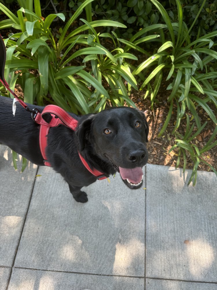 TUFTED TAILS - Updated August 2025 - 10 Photos - Irvine, California ...