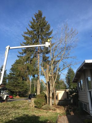 JD TREE SERVICE - Updated October 2025 - 26 Photos & 46 Reviews ...