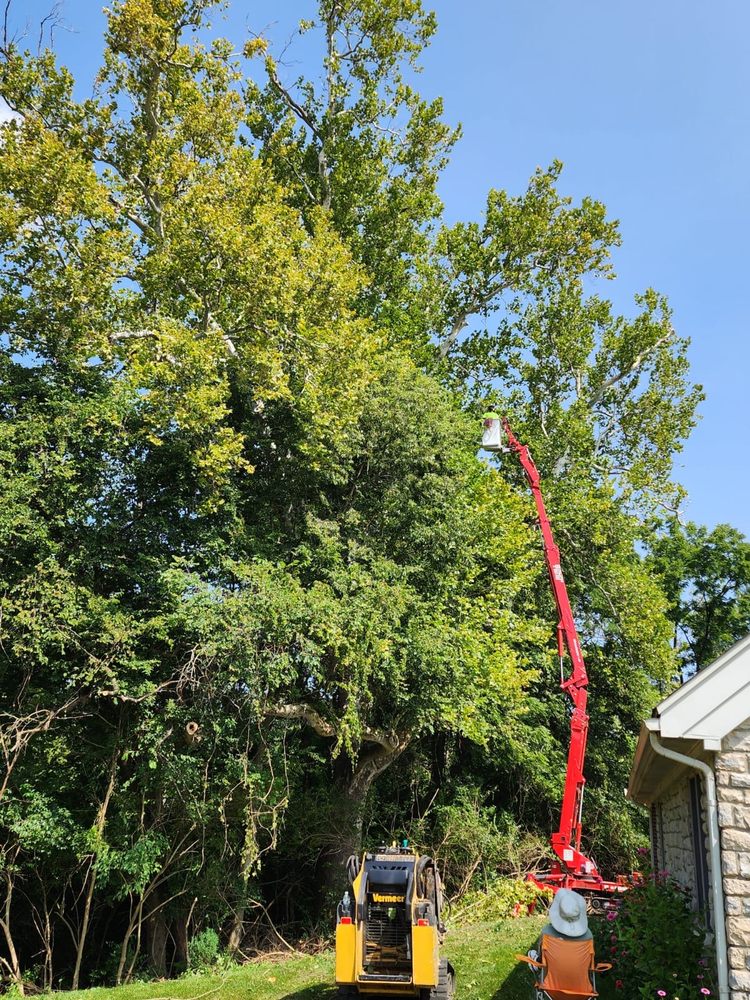 SJD TREE CARE - Updated November 2025 - 13 Photos - 45417 Germantown ...