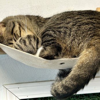 MOCHAS AND MEOWS - Updated October 2025 - 151 Photos & 91 Reviews ...