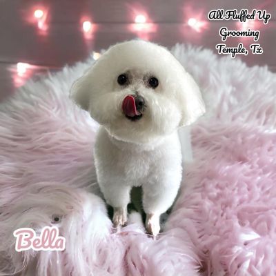 ALL FLUFFED UP GROOMING - Updated December 2025 - 17 Photos - 1204 W ...