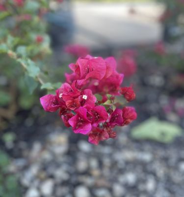 SMARTY PLANTS NURSERY - Updated January 2026 - 20 Photos & 26 Reviews ...