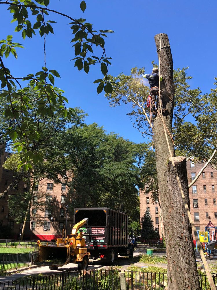 DAVID’S STAR TREE SERVICE - Updated April 2025 - Request a Quote ...