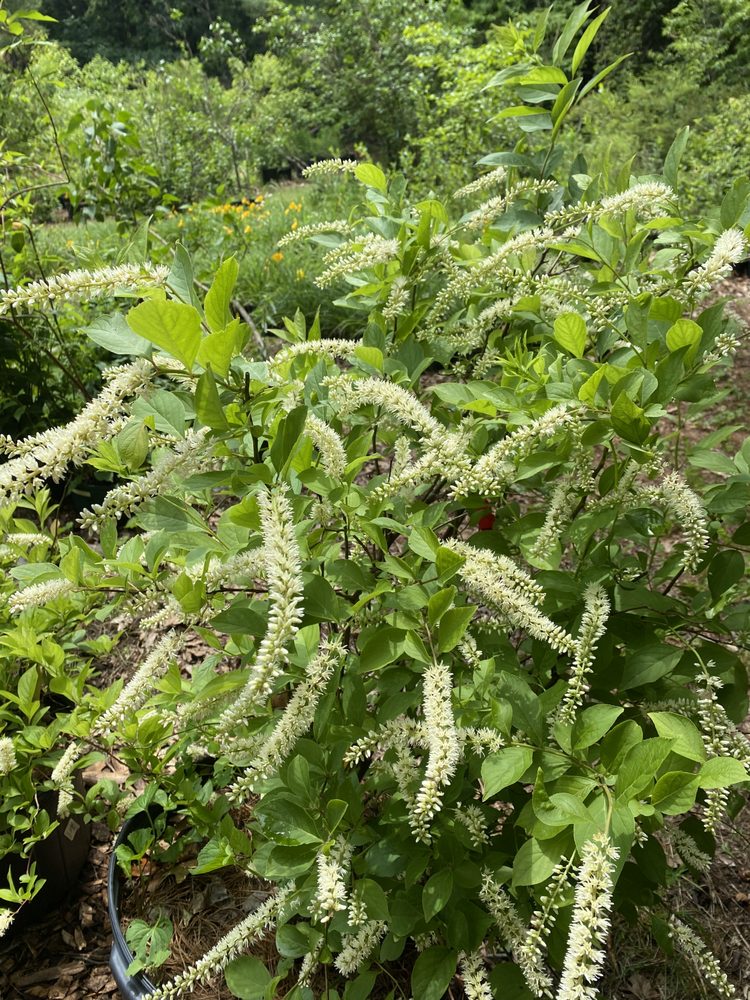 KING’S TREE FARM & NURSERY - Updated October 2025 - 217 Washington St ...