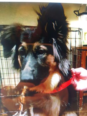 TRACY AREA ANIMAL RESCUE - Updated July 2025 - Tracy, Minnesota ...