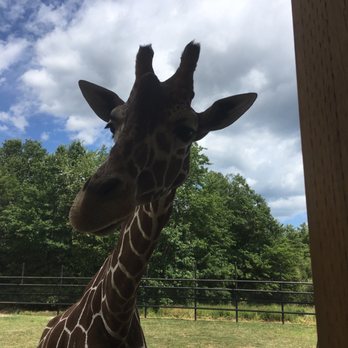 SAFARI NIAGARA - Updated October 2025 - 144 Photos & 45 Reviews - 2821 ...