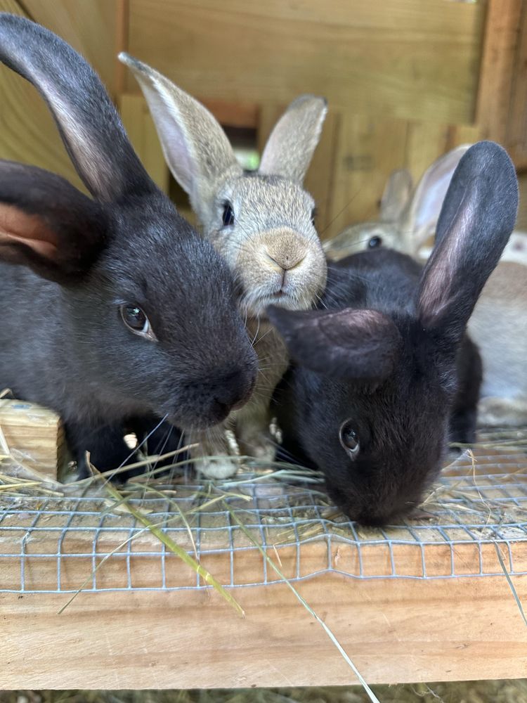 SHELLEY FAMILY RABBITRY - Updated August 2025 - 295 Free Pilgrim Church ...