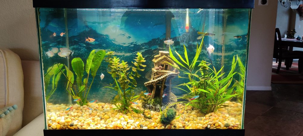 AQUATEK TROPICAL FISH - 52 Photos & 128 Reviews - 2521 Rutland Dr ...