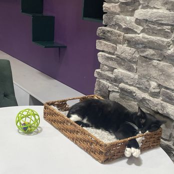 PHX CAT CAFE - Updated November 2025 - 511 Photos & 158 Reviews - 147 E ...
