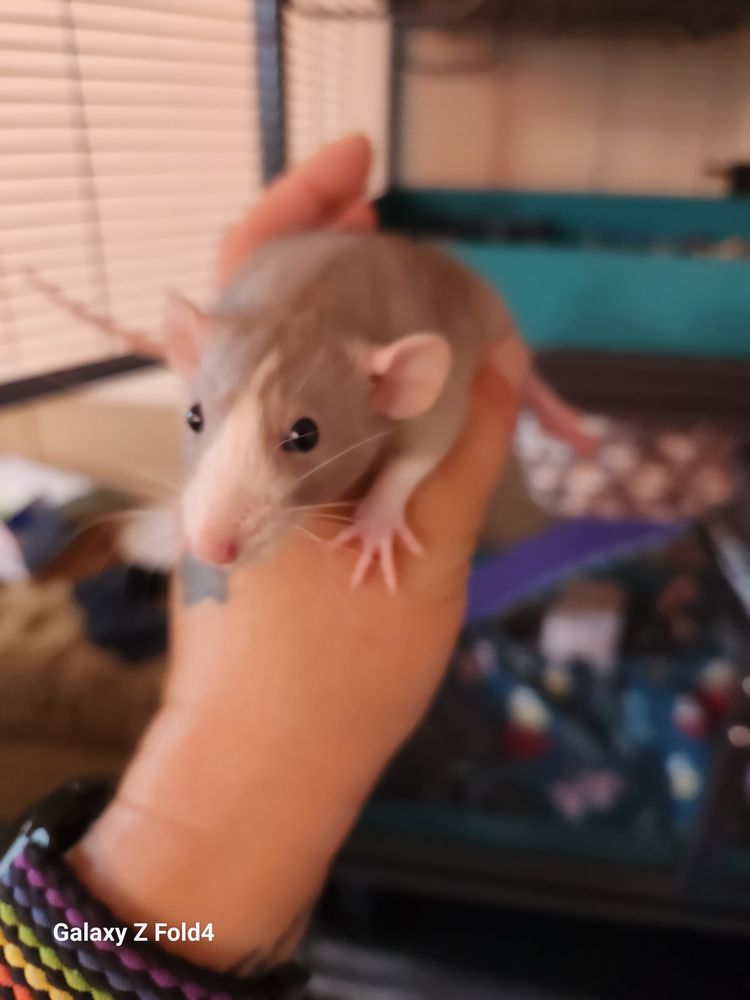 SPOILED RATS RATTERY - Request Information - Ormond Beach, Florida ...