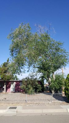 BLOSSOM TREES - Updated January 2026 - 52 Photos & 60 Real Reviews ...