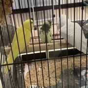 MAGNOLIA BIRD FARM - 115 Photos & 150 Reviews - 12200 Magnolia Ave ...