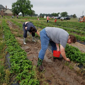 PECAN CREEK STRAWBERRY FARM - Updated December 2025 - 69 Photos & 22 ...