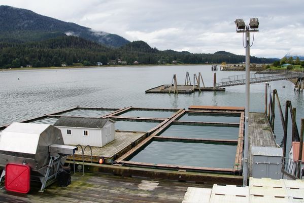 DIPAC/MACAULAY SALMON HATCHERY - Updated December 2025 - 242 Photos ...