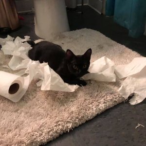 PAWS CAT CITY - 35 Photos & 71 Reviews - 5200 Roosevelt Way NE, Seattle ...