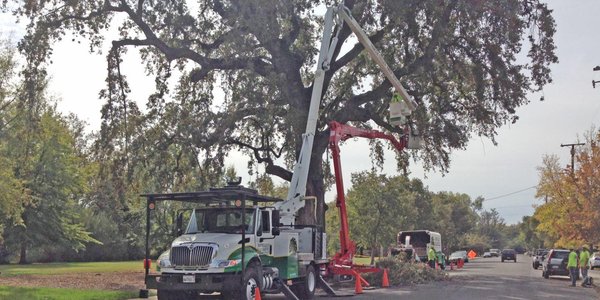 NORTH VALLEY TREE SERVICE - Updated January 2026 - 40 Photos & 37 ...