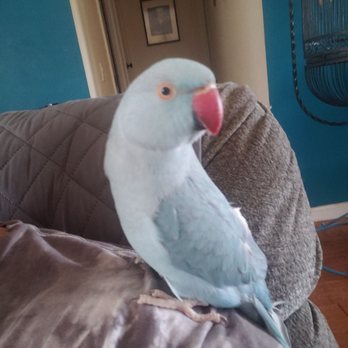 Magnolia Bird Farm - 77 Photos & 113 Reviews - Pet Stores - 12200 ...