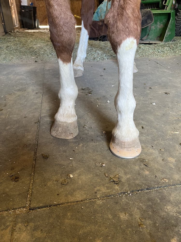 AZURE BLUE FARRIER SERVICES - Updated March 2025 - Elbert, Colorado ...