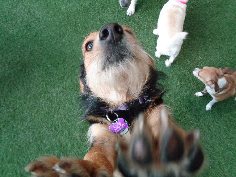 WAGVILLE - 168 Photos & 296 Reviews - 2400 N San Fernando Rd, Los ...