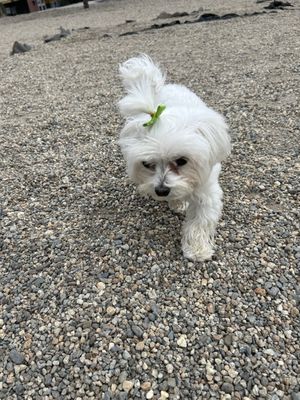 POOCH HOTEL NEWTON - Updated October 2025 - 41 Photos & 110 Reviews ...