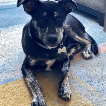 ZEUS’ RESCUES - Updated August 2025 - 15 Reviews - 2520 Napoleon Ave ...