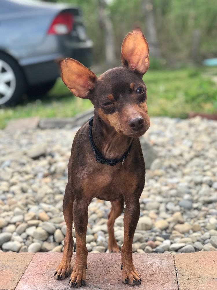 TYLER ANIMAL CLINIC - Updated November 2025 - 7439 Tyler Blvd, Mentor ...