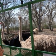 BAYOU WILDLIFE ZOO - 329 Photos & 121 Reviews - Zoos - 5050 FM 517 ...