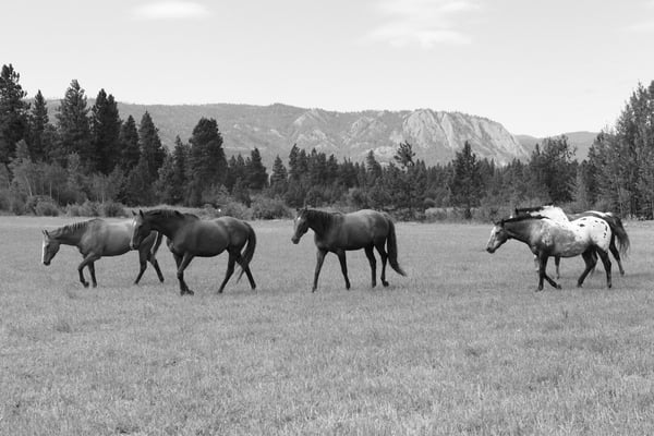 SHADOW RANCH - Updated July 2025 - 2851 Airport Rd, Cle Elum ...