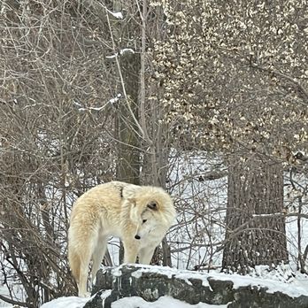 INTERNATIONAL WOLF CENTER - Updated October 2025 - 79 Photos & 33 ...