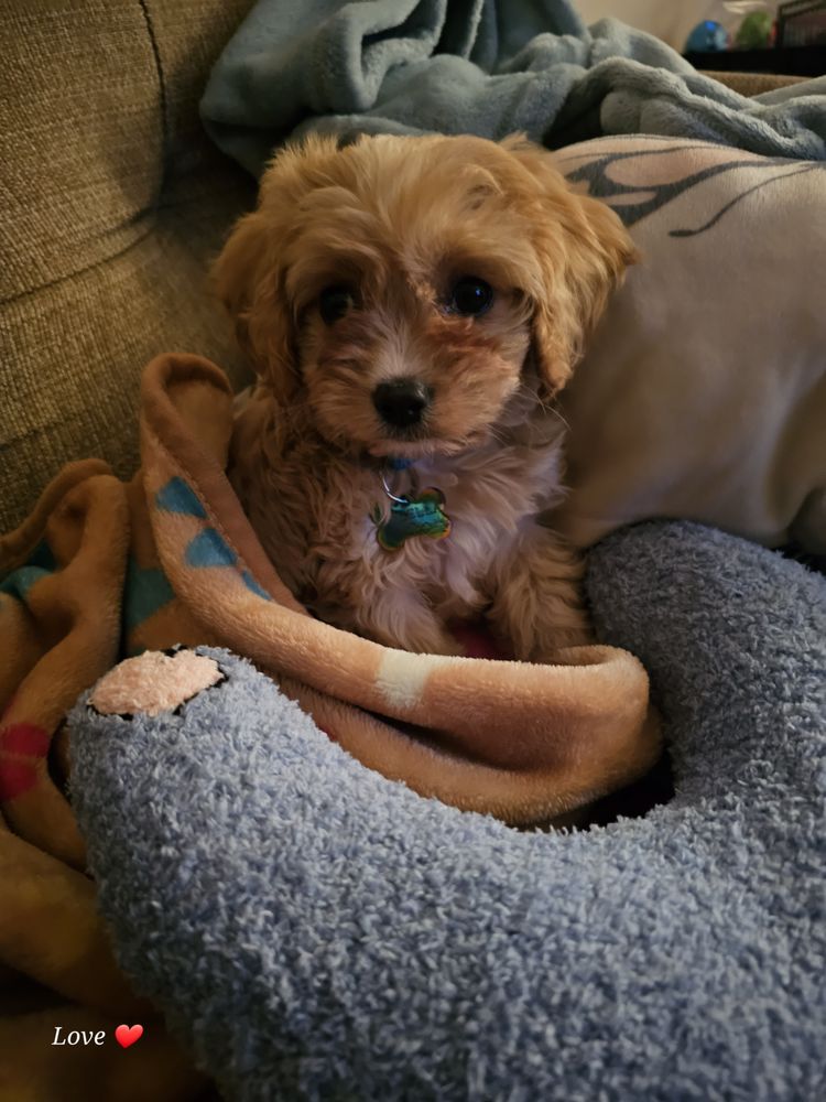 PUPPY GUYZ - Updated December 2025 - 25 Photos - Westbury, New York ...