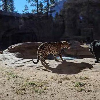 BEARIZONA - Updated April 2025 - 4239 Photos & 1514 Reviews - 1500 E Rt ...