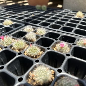 CACTUS MART - Updated July 2025 - 367 Photos & 166 Reviews - 49889 29 ...