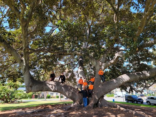 MASTER TREE SERVICES - 180 Photos & 172 Reviews - Escondido, California ...