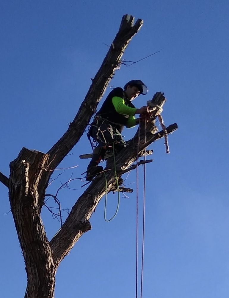 DARNELL TREE SERVICE - Updated October 2025 - 10 Photos - Littleton ...