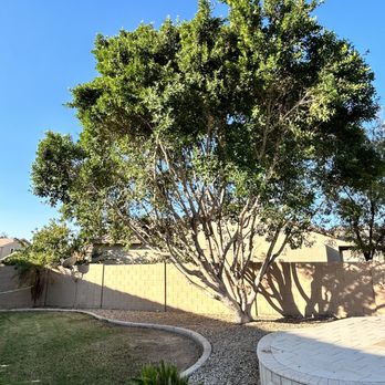 HAYWARD TREE SERVICE - Updated December 2025 - 109 Photos & 156 Reviews ...