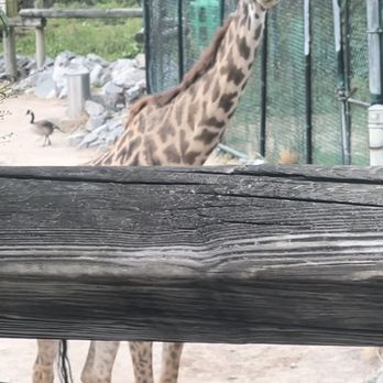 VIRGINIA ZOO - Updated June 2024 - 1503 Photos & 234 Reviews - 3500 ...