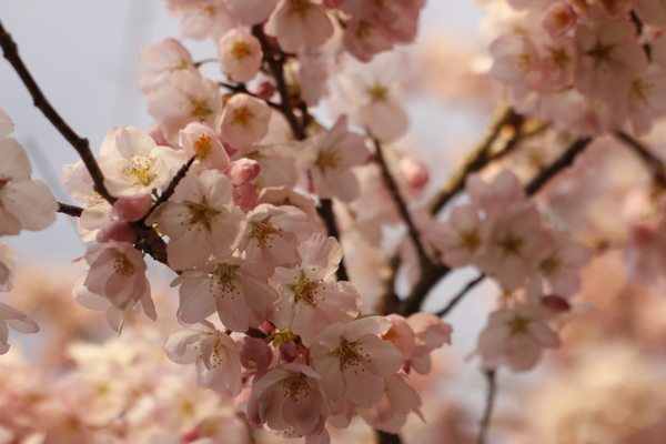 Union Point Sports Complex, 170 Memorial Grove Ave, Weymouth, Town of ...