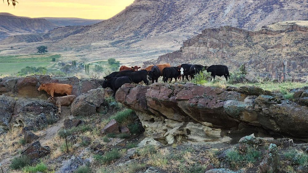 EBONY ROSE RANCH - Updated March 2025 - 102 N 5th St, Parma, Idaho ...